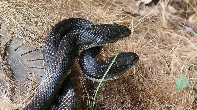 Do Snakes Have An Odor? (And What It Can Signify)