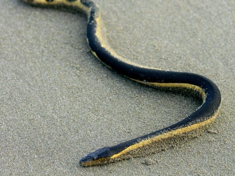 Are There Snakes In Hawaii? (And How They Threaten The Entire Island Chain)