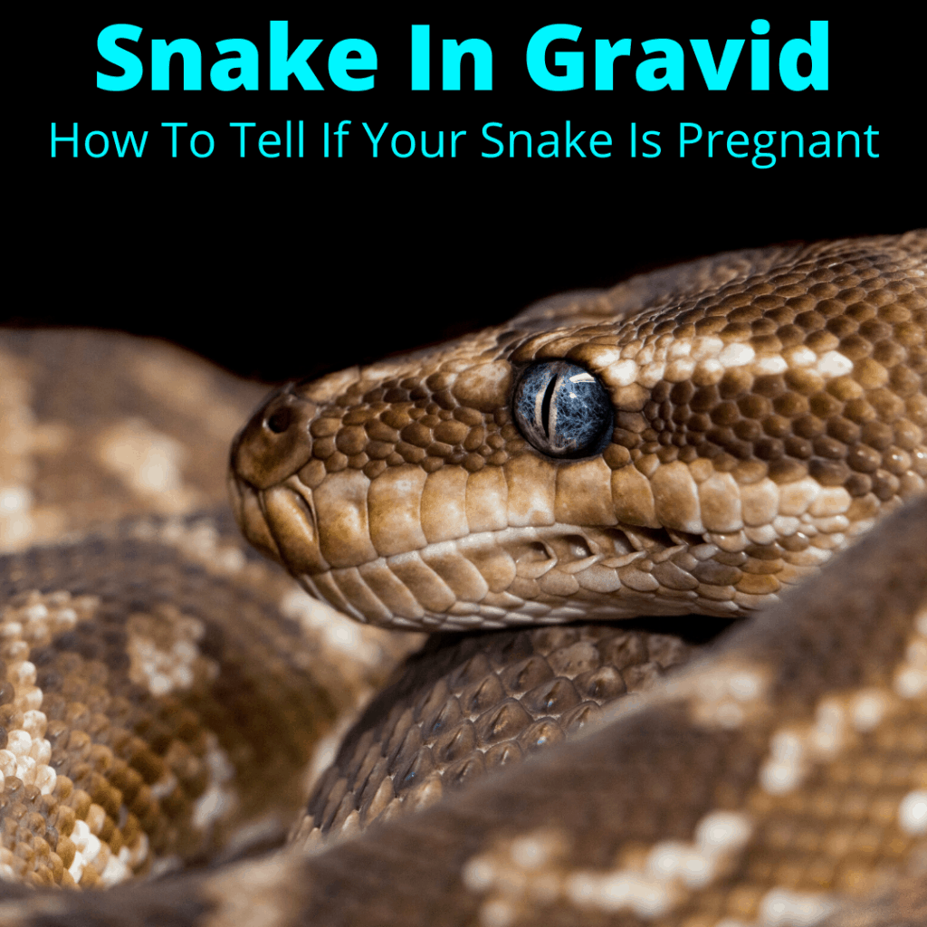 Snake In Gravid (How To Tell If Your Snake Is Pregnant)