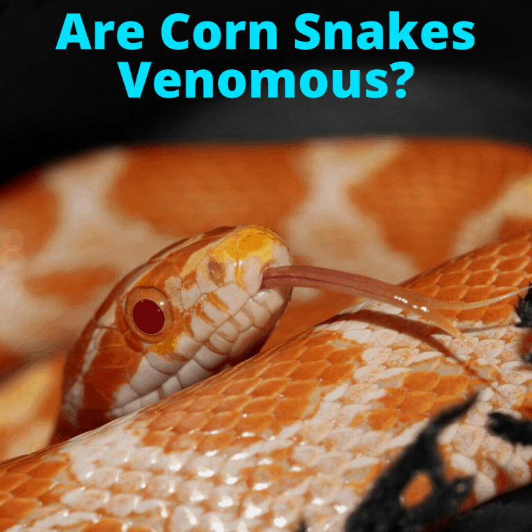 Are Corn Snakes Venomous?