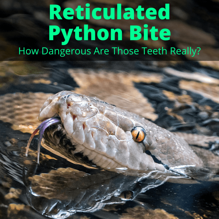 Reticulated Python Bite (How Dangerous Are Those Teeth Really?)
