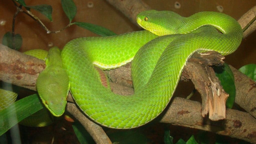 Green And Yellow Snakes (Everything You Need To Know)