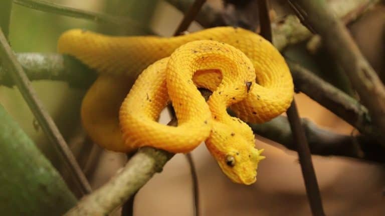 8 Snakes With The Most Unusual Eyes (Who Knew Snakes Could Look Like This?)