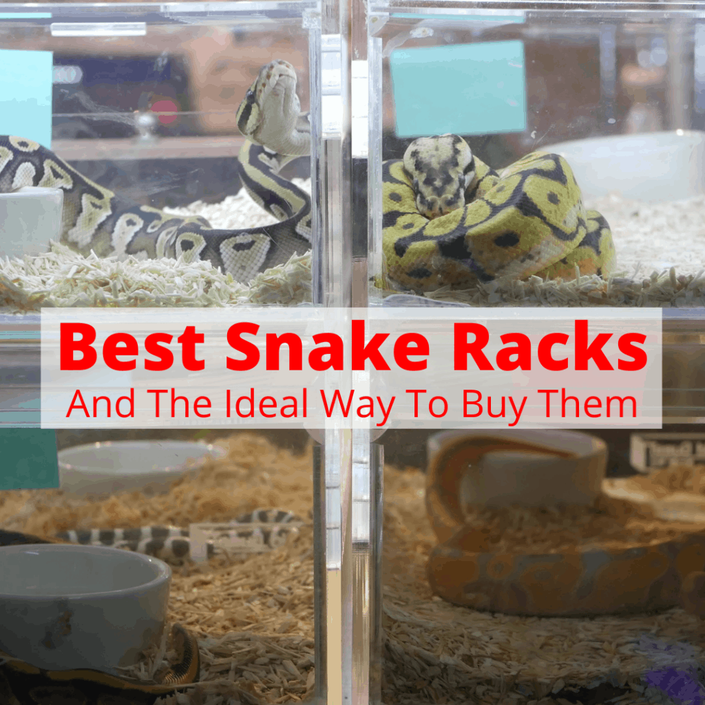 Best Snake Racks (And The Ideal Way To Buy Them)