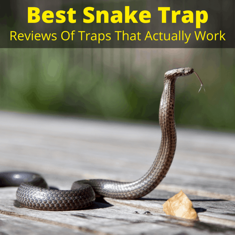 Best Snake Trap (Reviews Of Traps That Actually Work)
