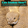 Can Snakes Hear Sound? (Mystery Unveiled...And It Is Fascinating)