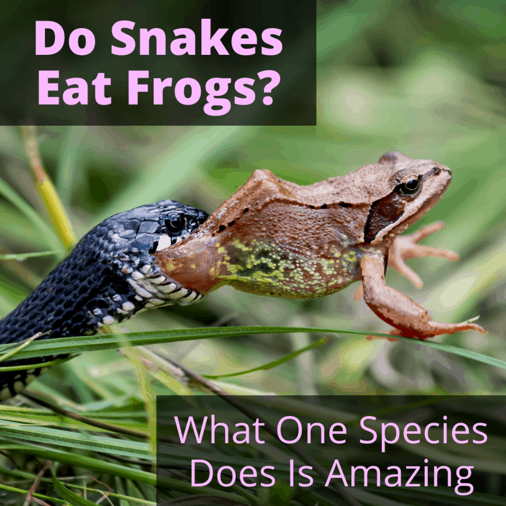 Do Snakes Eat Frogs? (What One Species Does Is Amazing)