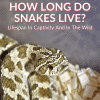 How Long Do Snakes Live? (Lifespan In Captivity And In The Wild)