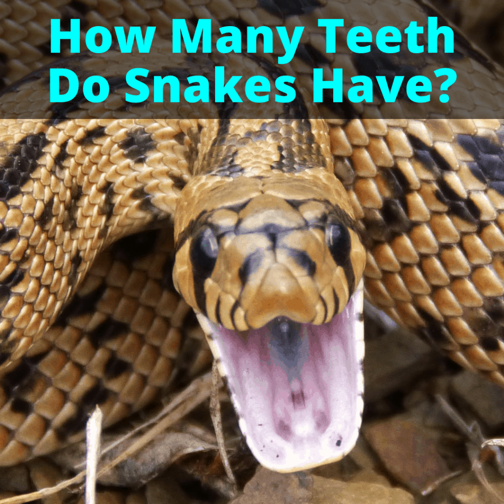 How Many Teeth Do Snakes Have?