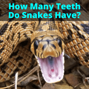 How Many Teeth Do Snakes Have?