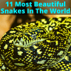 11 Most Beautiful Snakes In The World (#2 Is My Favorite!)