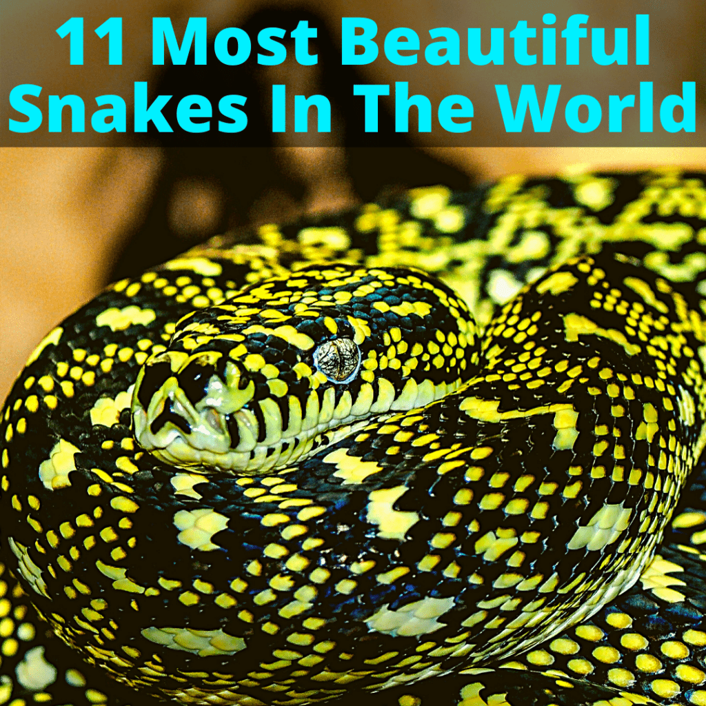 11 Most Beautiful Snakes In The World (#2 Is My Favorite!)