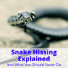 Snake Hissing Explained (And What You Should Never Do)
