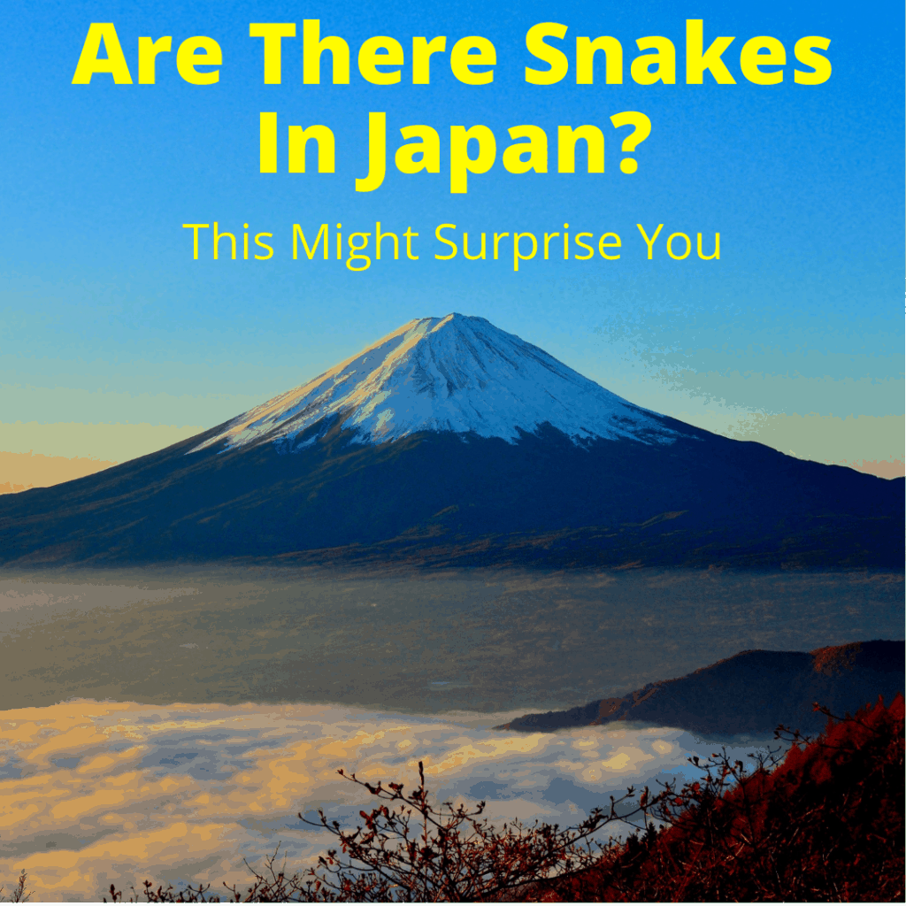 Are There Snakes In Japan? (This Might Surprise You)