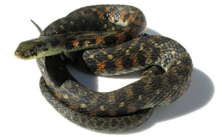 Are There Snakes In Japan? (This Might Surprise You)