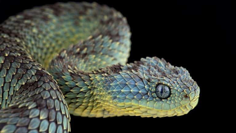 Can Snakes Hear Sound? (Mystery Unveiled...And It Is Fascinating)