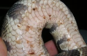 Scale Rot In Snakes: How To Treat And Prevent It