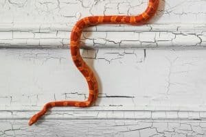 Corn Snake Body Language (Why You Need To Pay Attention)
