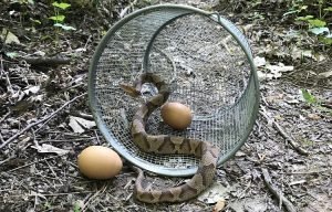 Best Snake Trap (Reviews Of Traps That Actually Work)