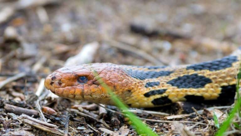 11 Snakes That Look Like Rattlesnakes (With Photos)