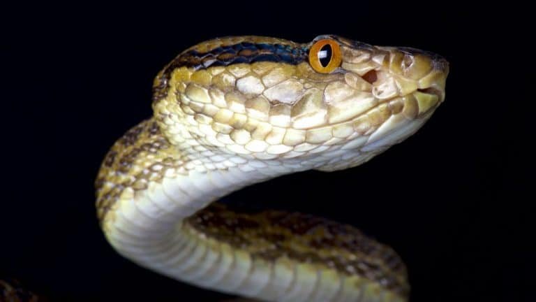 Are There Snakes In Japan? (This Might Surprise You)