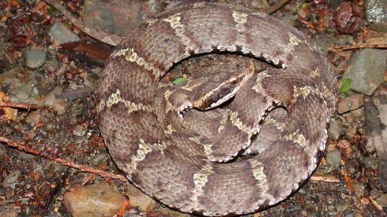 Are There Snakes In Japan? (This Might Surprise You)