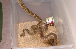 Best Snake Racks (And The Ideal Way To Buy Them)