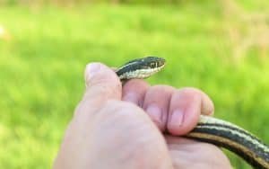 Snake Musk — Why Do Snakes Stink?