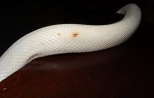 Scale Rot In Snakes: How To Treat And Prevent It