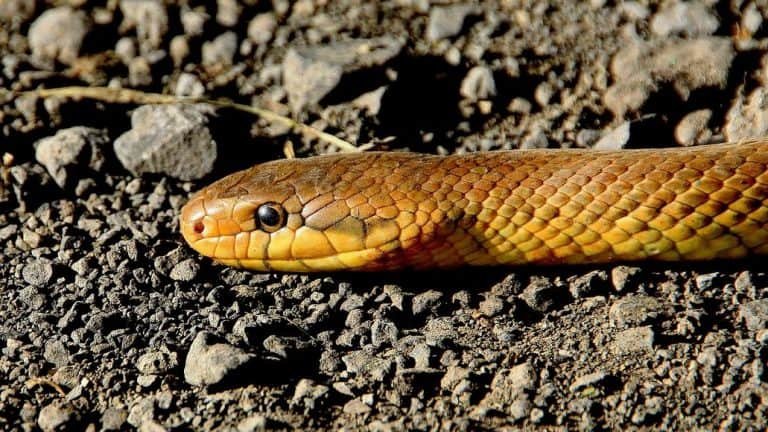 How Fast Can A Snake Slither? (And Which Are Fastest)