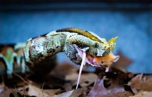 What Do Snakes Eat (And What Should You Feed Your Pet)?