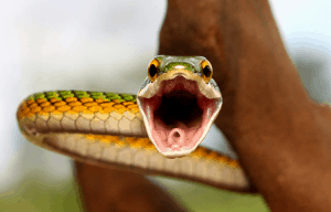 Snake Hissing Explained (And What You Should Never Do)