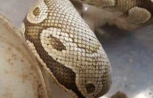 Snake Mites: Learn How To Treat Mites And Protect Your Pet