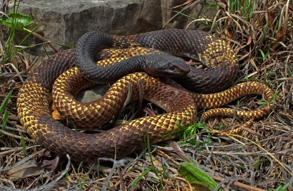 10 Most Common Snakes In Your Backyard (Guide To Identifying Your ...