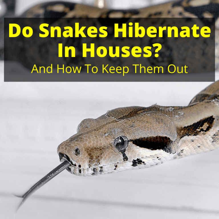 Do Snakes Hibernate In Houses? (And How To Keep Them Out)