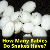 How Many Babies Do Snakes Have?