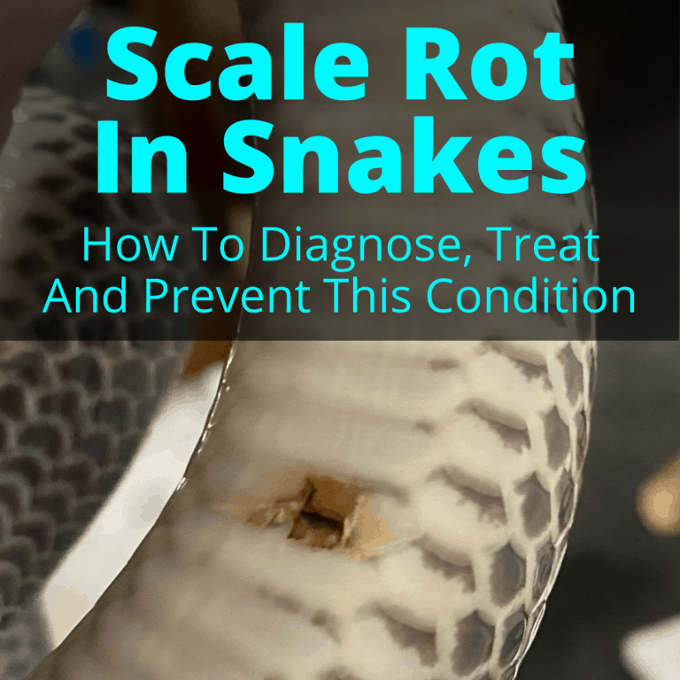 Scale Rot In Snakes: How To Treat And Prevent It