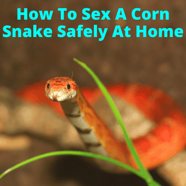 How To Sex A Corn Snake Safely At Home