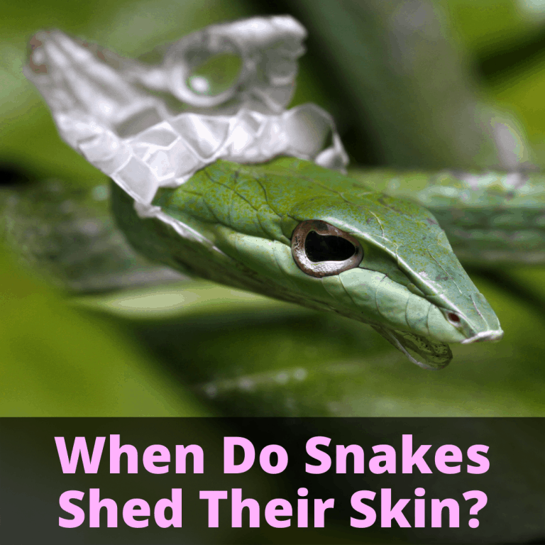 When Do Snakes Shed Their Skin?