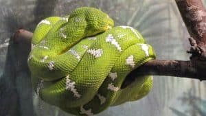 Amazon Tree Boa (Care Guide & Why It's Not Great For Beginners)