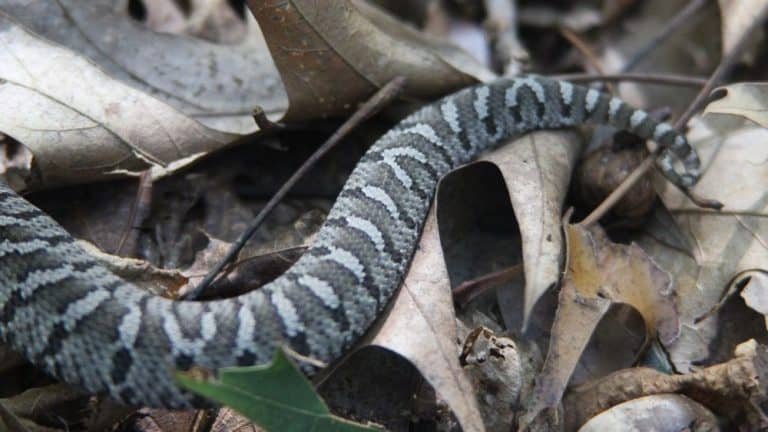 How To Tell The Sex Of A Snake (Multiple Methods)