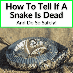 How To Tell If A Snake Is Dead (And Do So Safely!)
