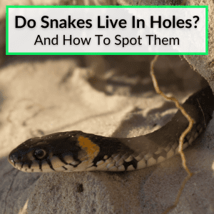 Do Snakes Live In Holes? (And How To Spot Them)