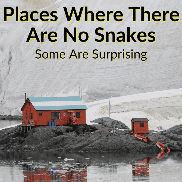 Places Where There Are No Snakes (Some Are Surprising)