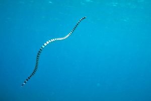 Can All Snakes Swim? (The Answer Might Surprise You)