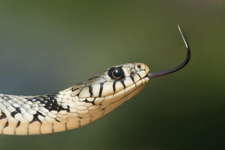 10 Unique Snake Behaviors Explained (From Bizarre To Hilarious: They Do ...