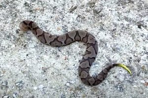 How To Identify A Baby Copperhead Snake
