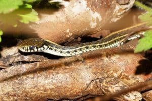 Do Garter Snakes Burrow? (Everything You Need To Know)