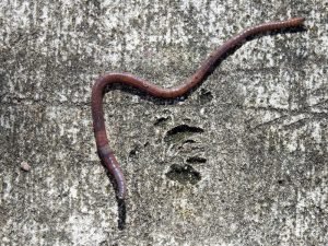 How To Identify A Baby Copperhead Snake