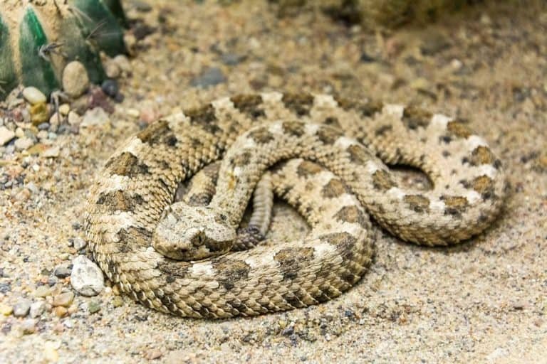 How Do Snakes Survive In The Desert? (11 Amazing Adaptations)